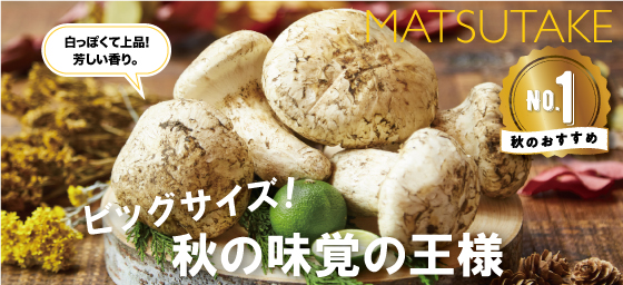 日本向けギフトなら西本貿易 | NISHIMOTO WORLD GIFT